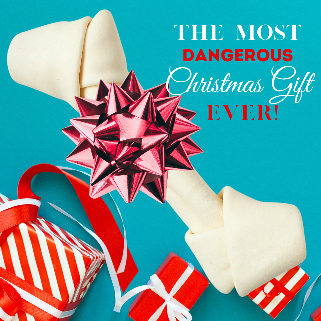 The Most Dangerous Christmas Gift for Dogs – House of Paws Pet Boutique