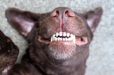 Does Kibble Clean Teeth? You Might be Surprised! – House of Paws Pet ...