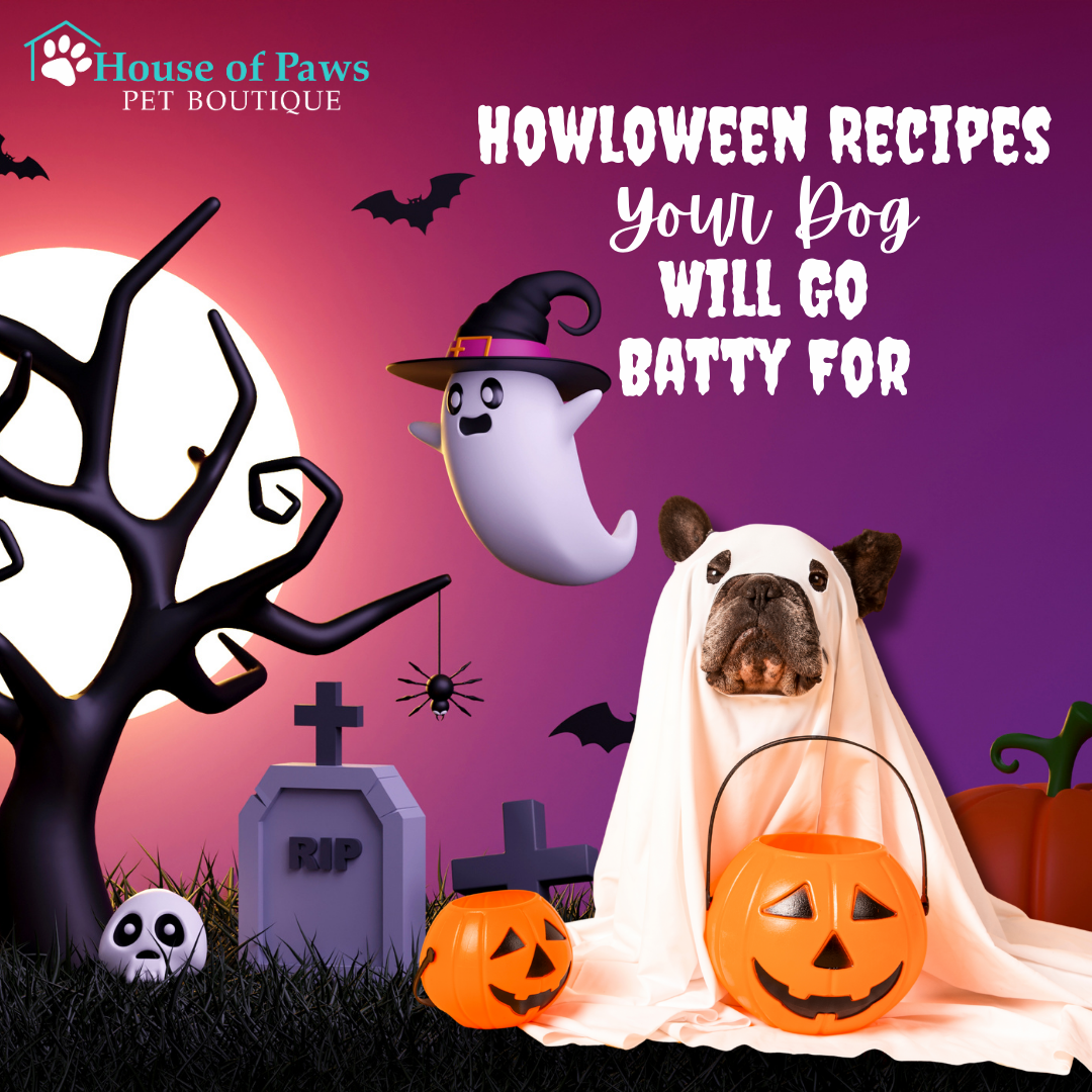 Howloween Recipes Your Dog Will Go Batty For – House of Paws Pet Boutique