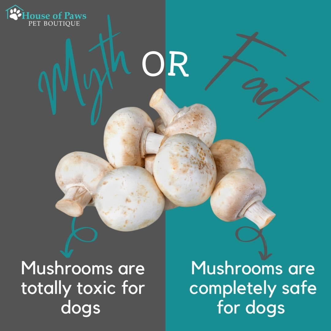 Can Dogs Eat Mushrooms? – House of Paws Pet Boutique