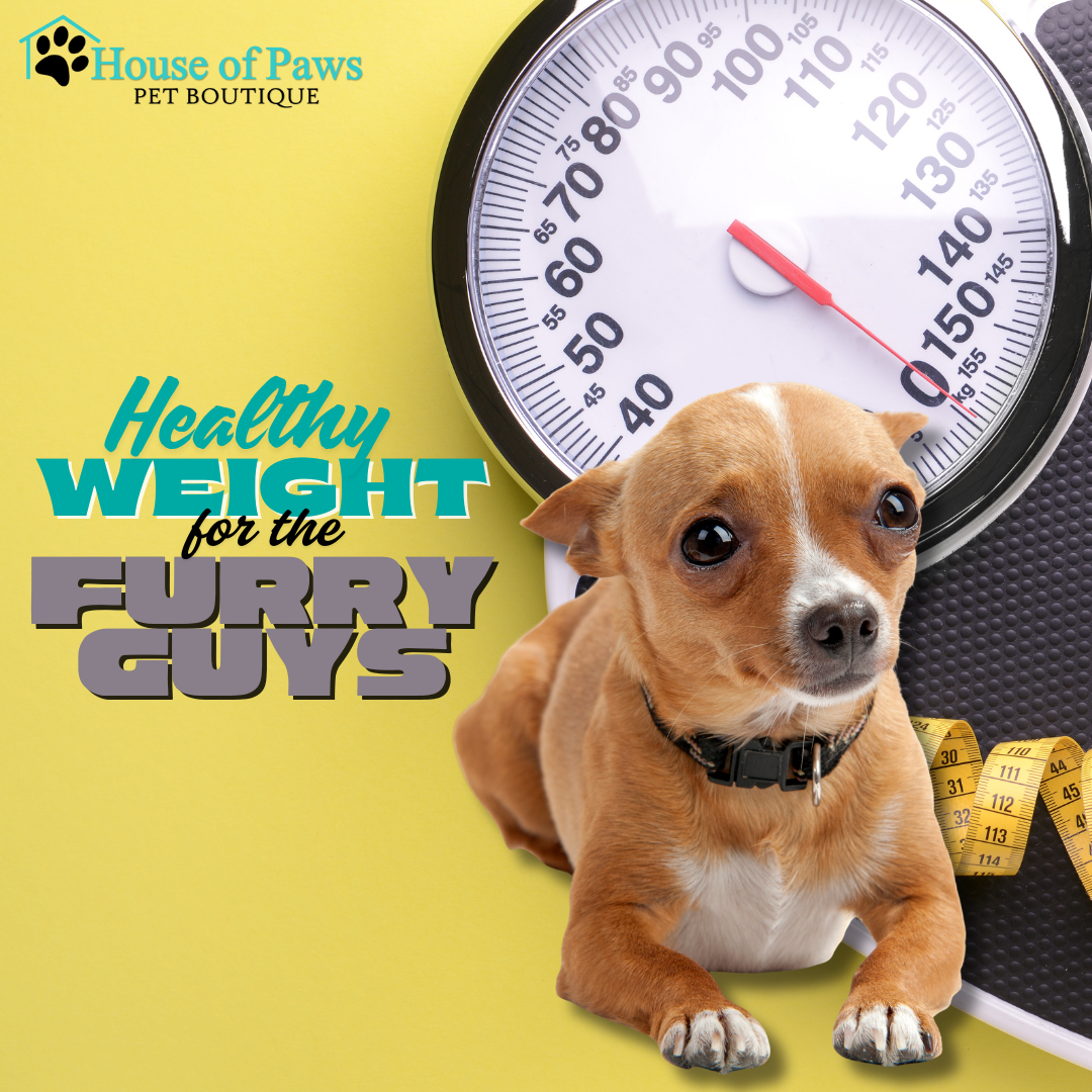 How to Tell if Your Dog is Overweight – House of Paws Pet Boutique