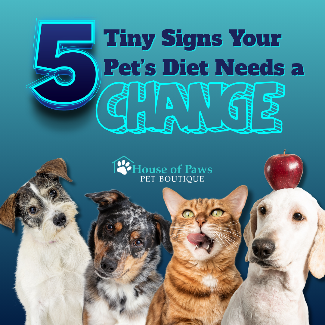 5 Signs Your Pet's Diet Needs a Change – House of Paws Pet Boutique