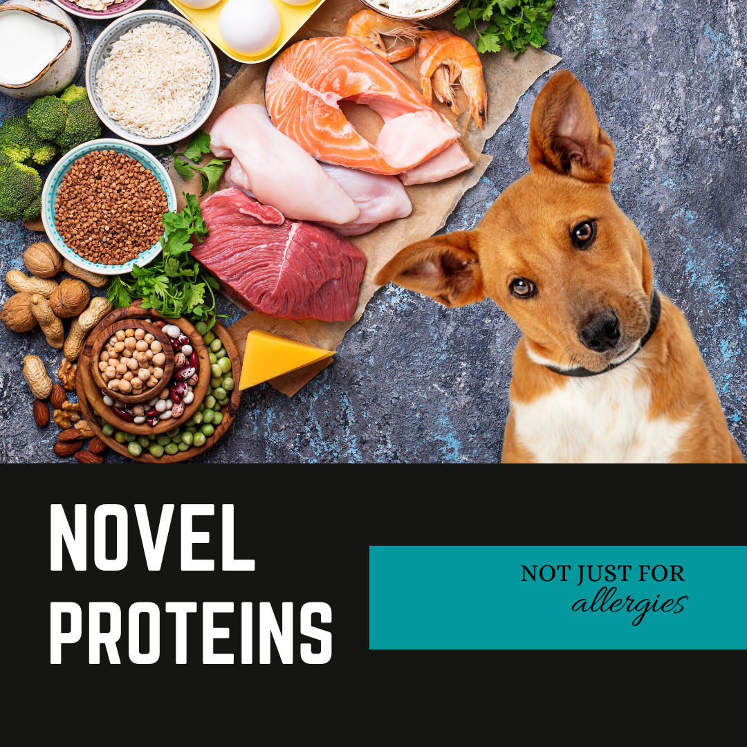 The Marvels of Novel Proteins in Your Pet's Diet – House of Paws Pet ...